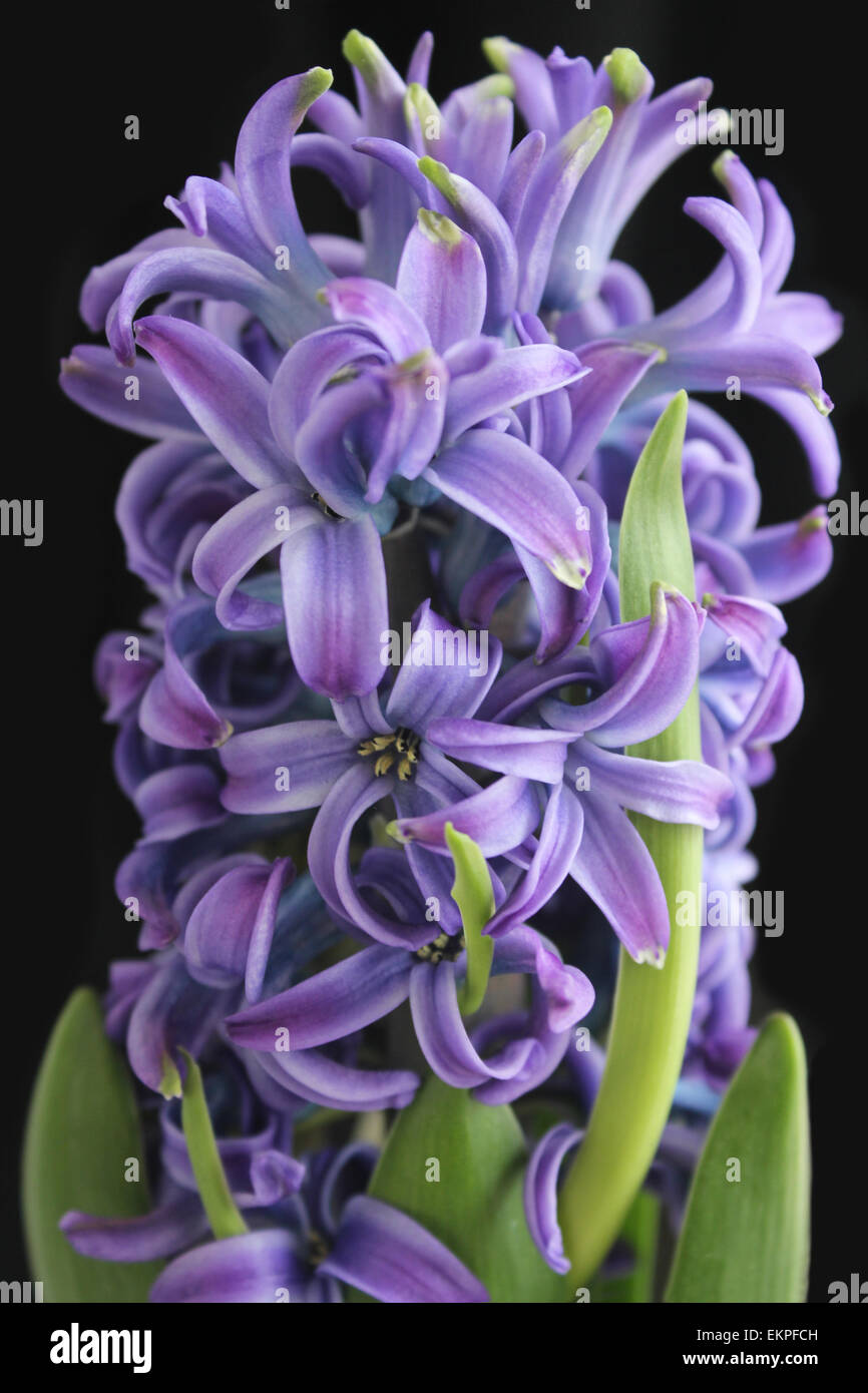March flower pot hi-res stock photography and images - Alamy