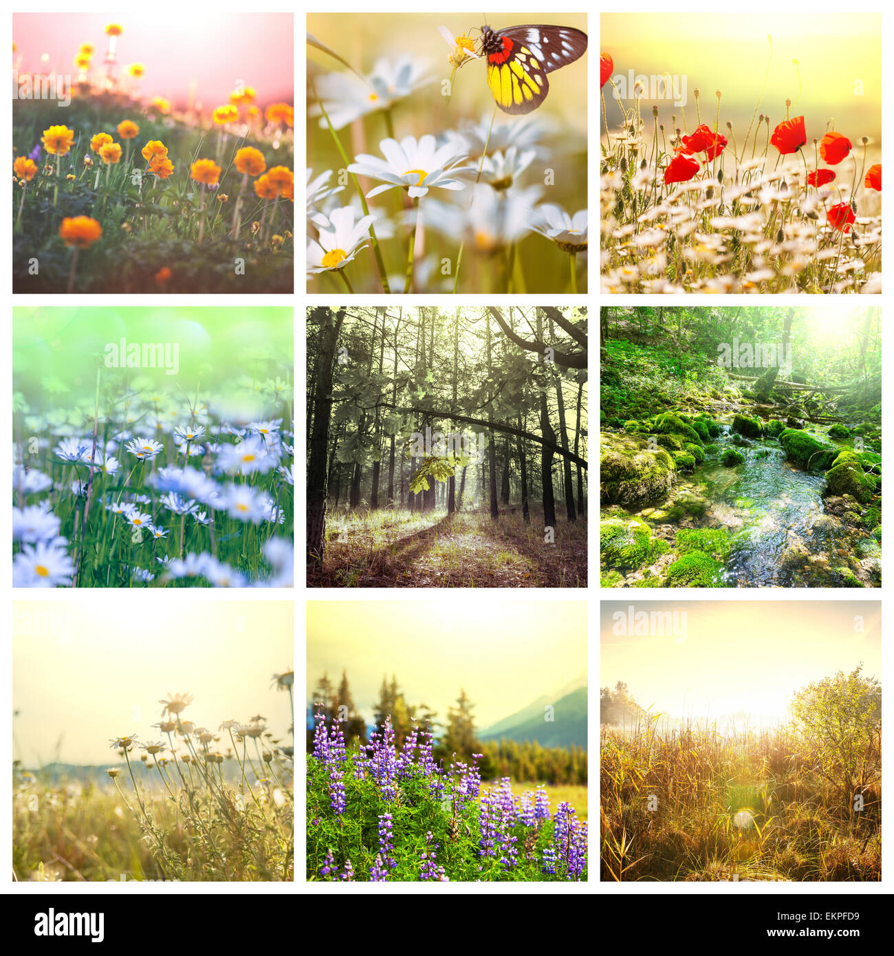 Hawaii flower collage hi-res stock photography and images - Alamy