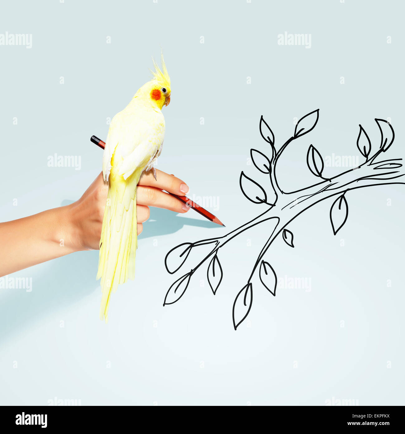 Parrot sitting on hand Stock Photo - Alamy