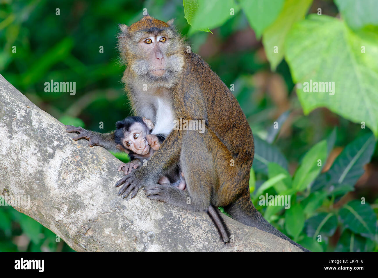 Philippines wildlife macaque hi-res stock photography and images - Alamy