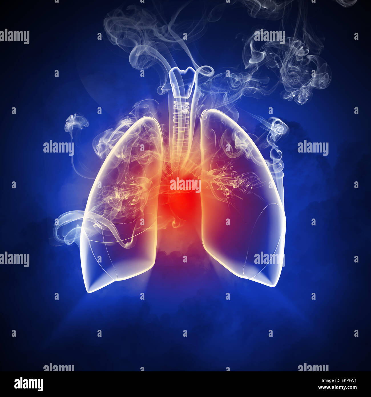 Schematic illustration of human lungs Stock Photo - Alamy
