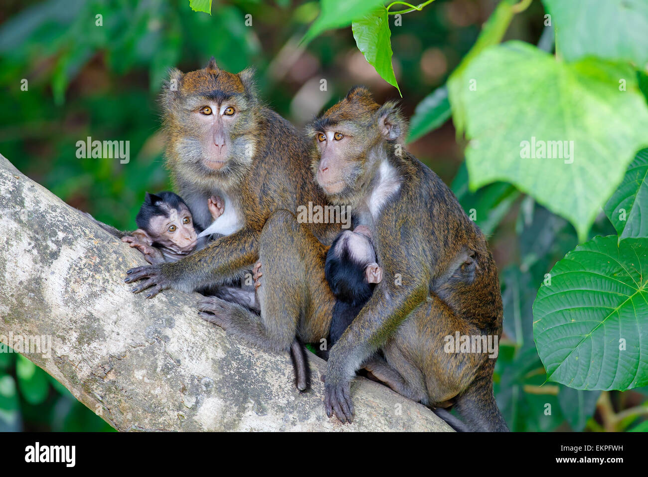 Philippines wildlife macaque hi-res stock photography and images - Alamy
