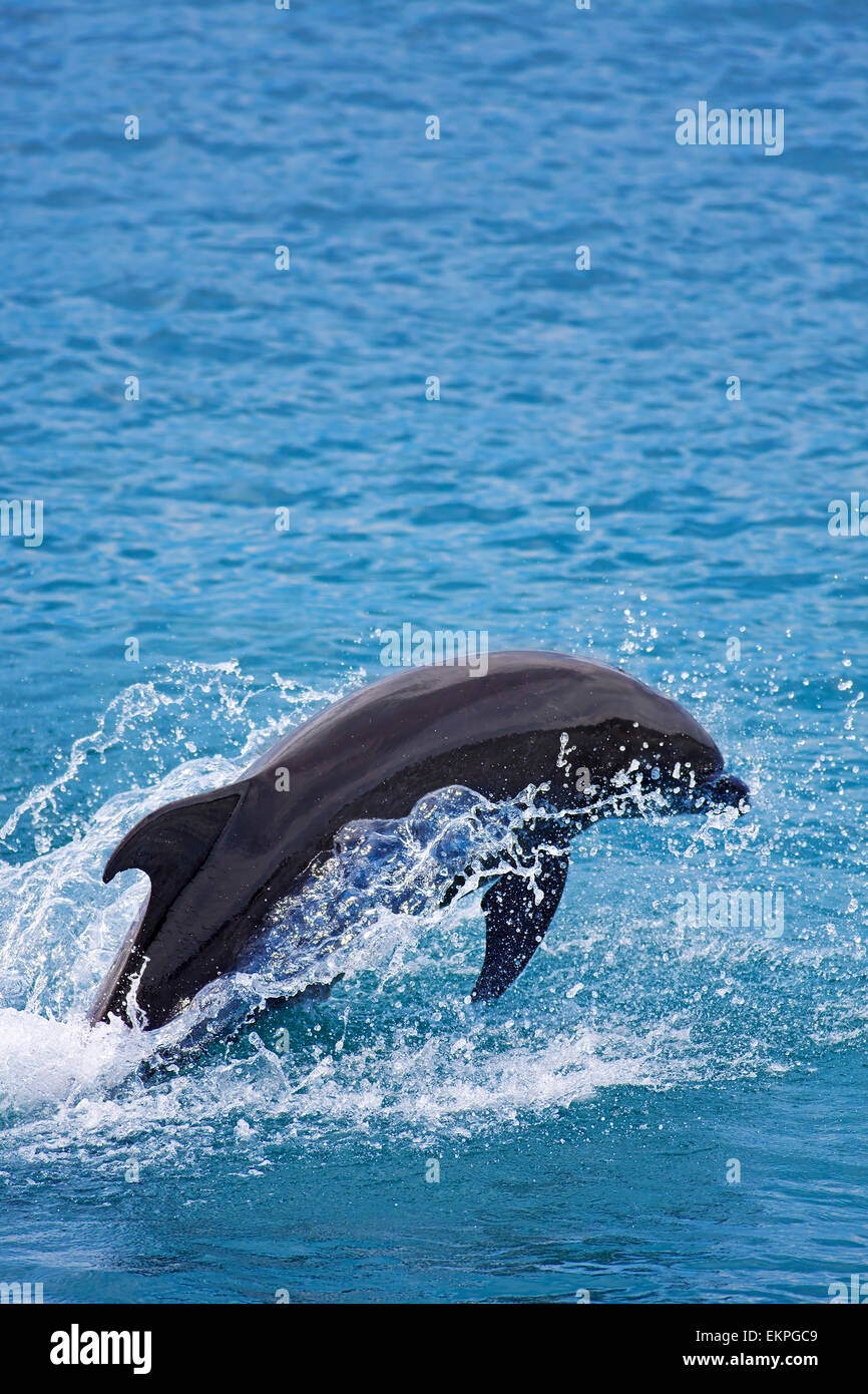 Dolphin grey hi-res stock photography and images - Alamy