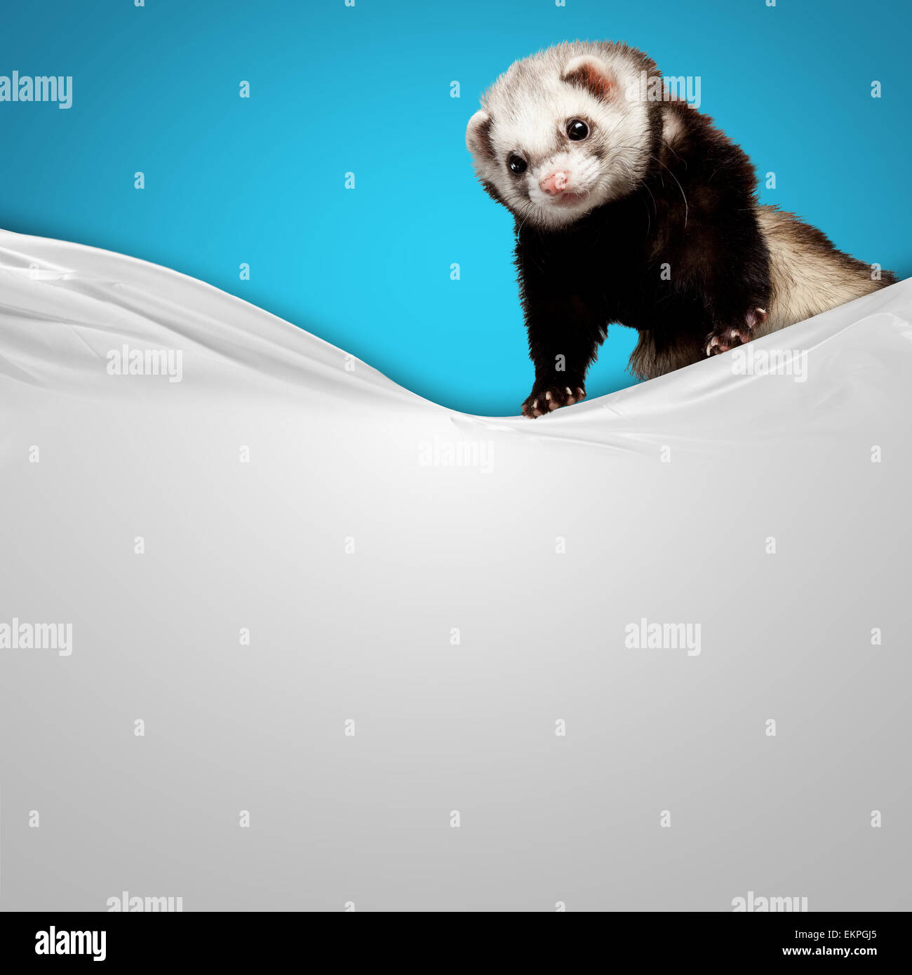 Polecat sitting on banner Stock Photo - Alamy