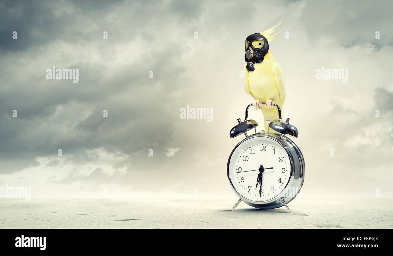 Parrot sitting on alarm clock Stock Photo - Alamy