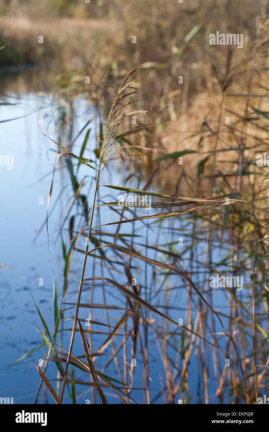 Water's Edge. Norfolk Broadlands Dyke. Reed (Phragmites Sp. ) both as a ...