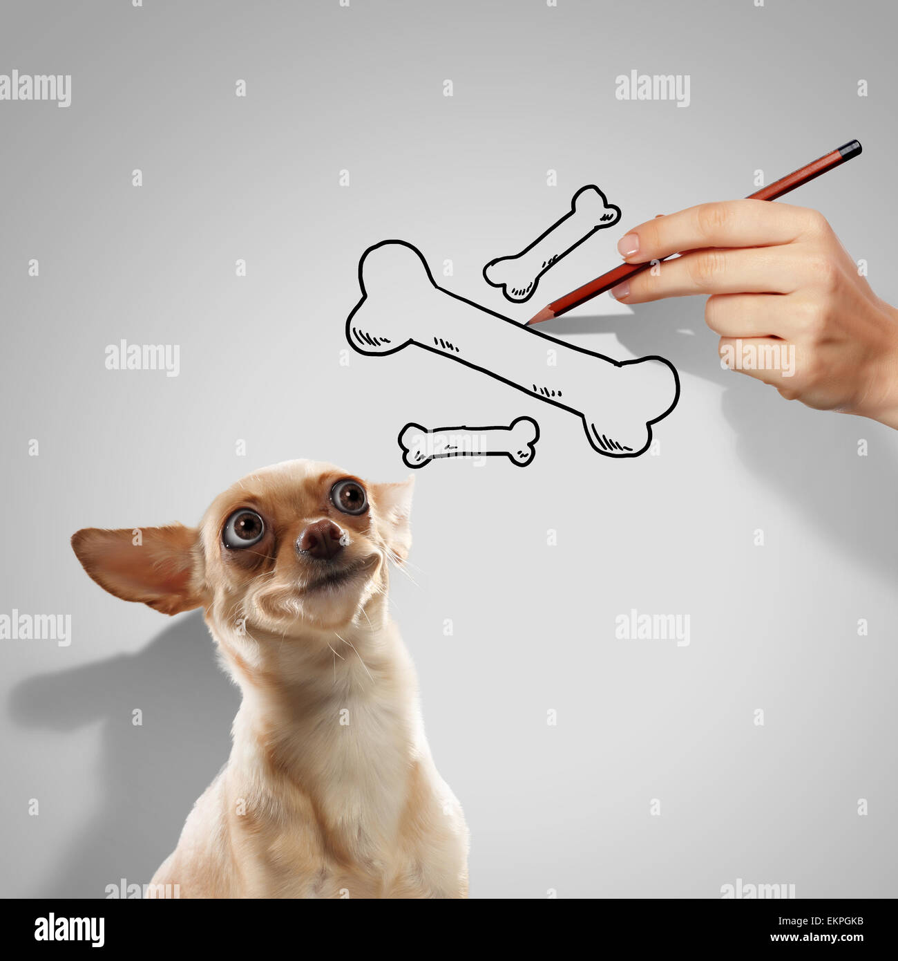 Little funny dog Stock Photo - Alamy