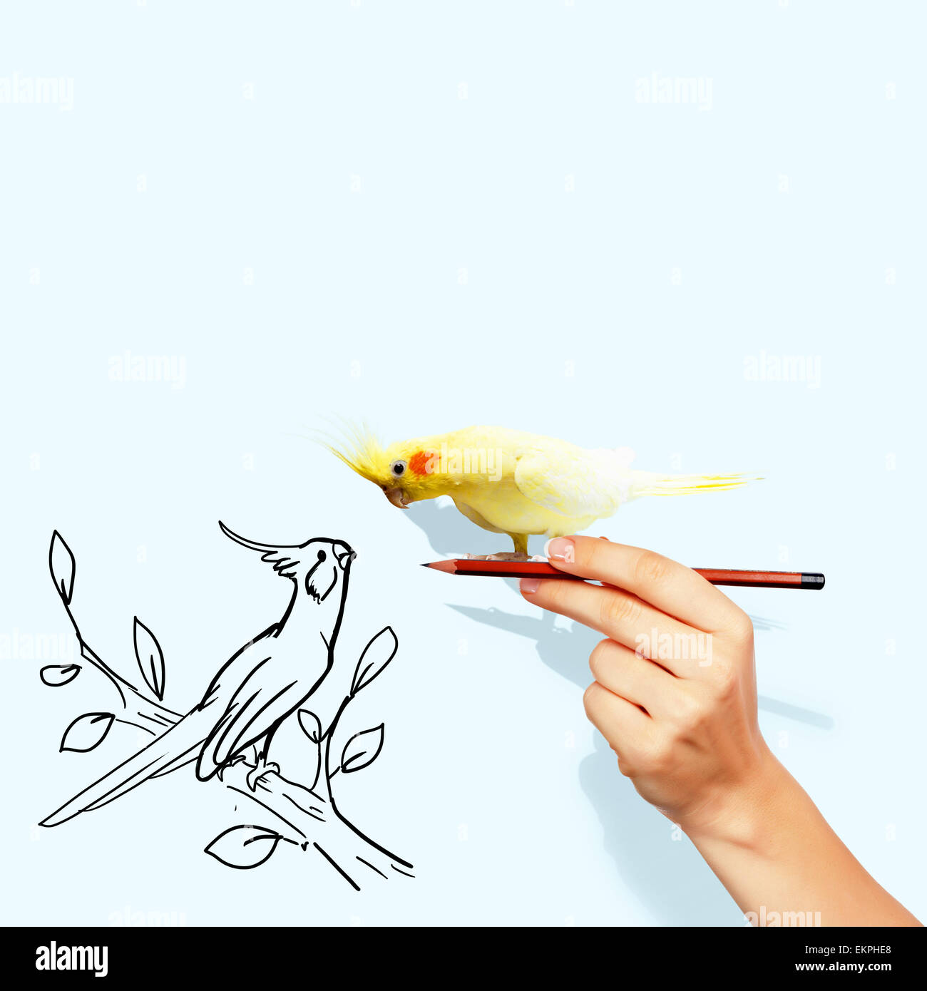 Parrot sitting on hand Stock Photo - Alamy