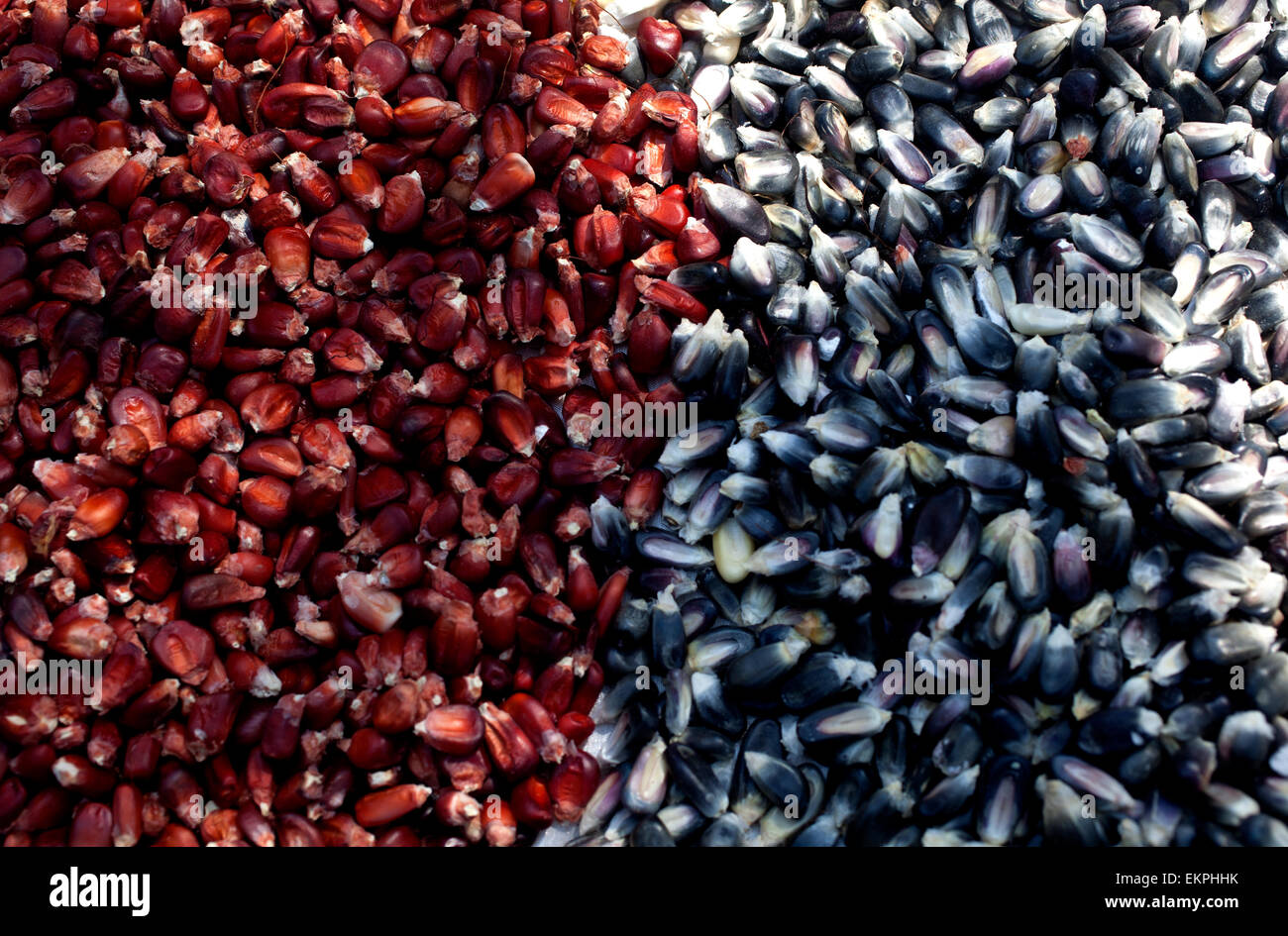 Red and blue corn in "Tepetlixpa Seed Bank", created by Tomas ...