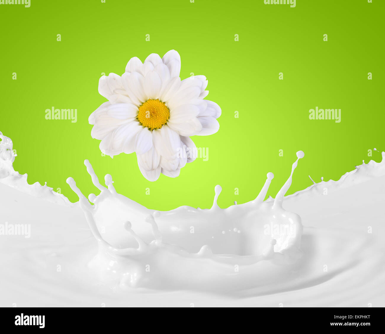 Image of milk splashes Stock Photo - Alamy