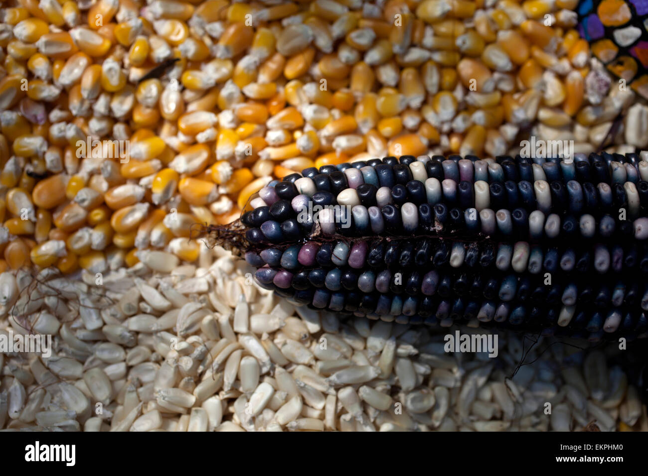 Blue corn cob in "Tepetlixpa Seed Bank", created by Tomas Villanueva ...