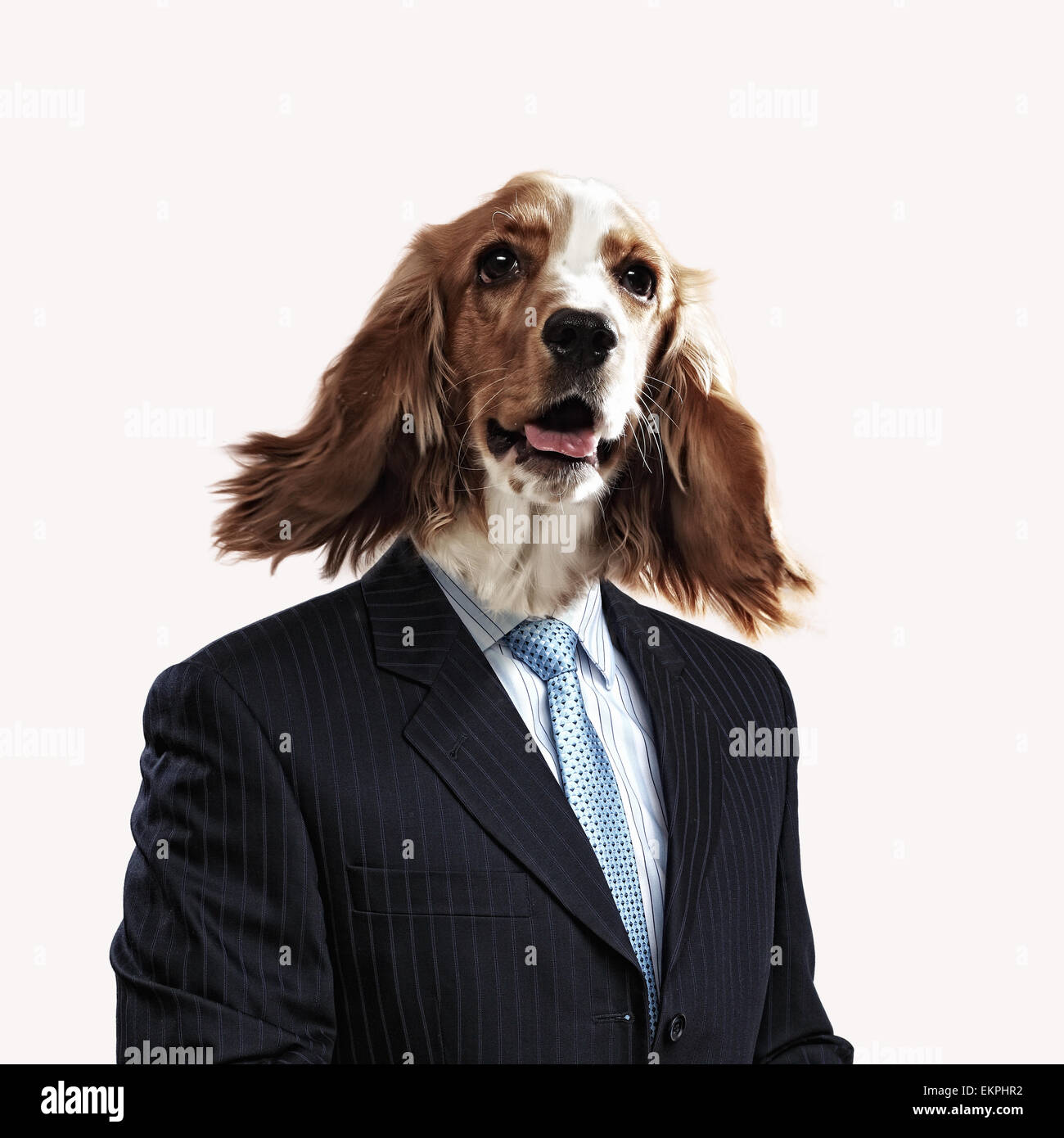 Dog in suit hi-res stock photography and images - Alamy