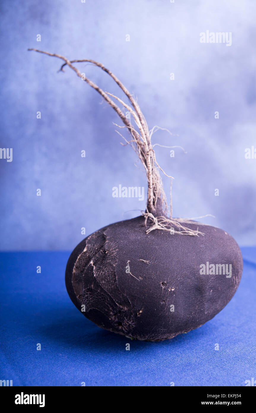 Black root crop hi-res stock photography and images - Alamy