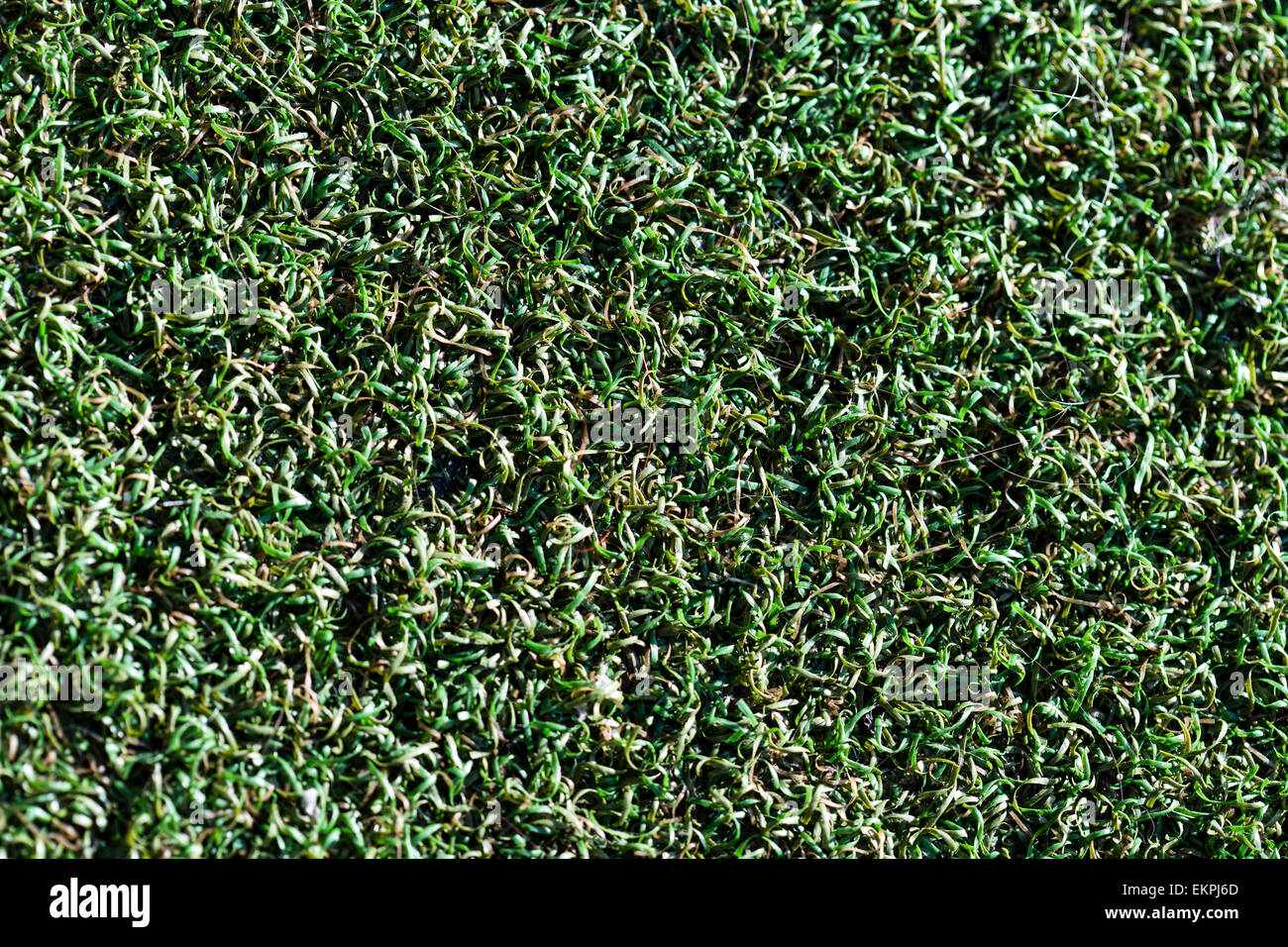 Seamless green grass background Stock Photo - Alamy