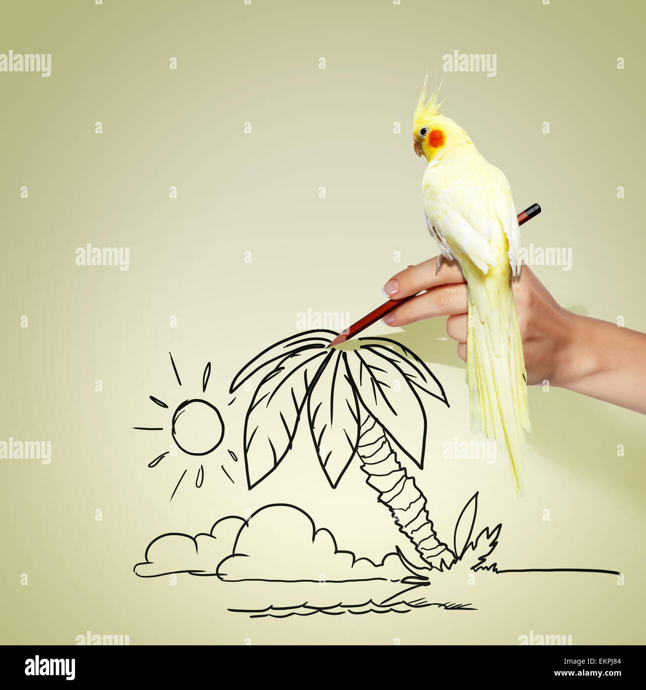 Parrot sitting on hand Stock Photo - Alamy