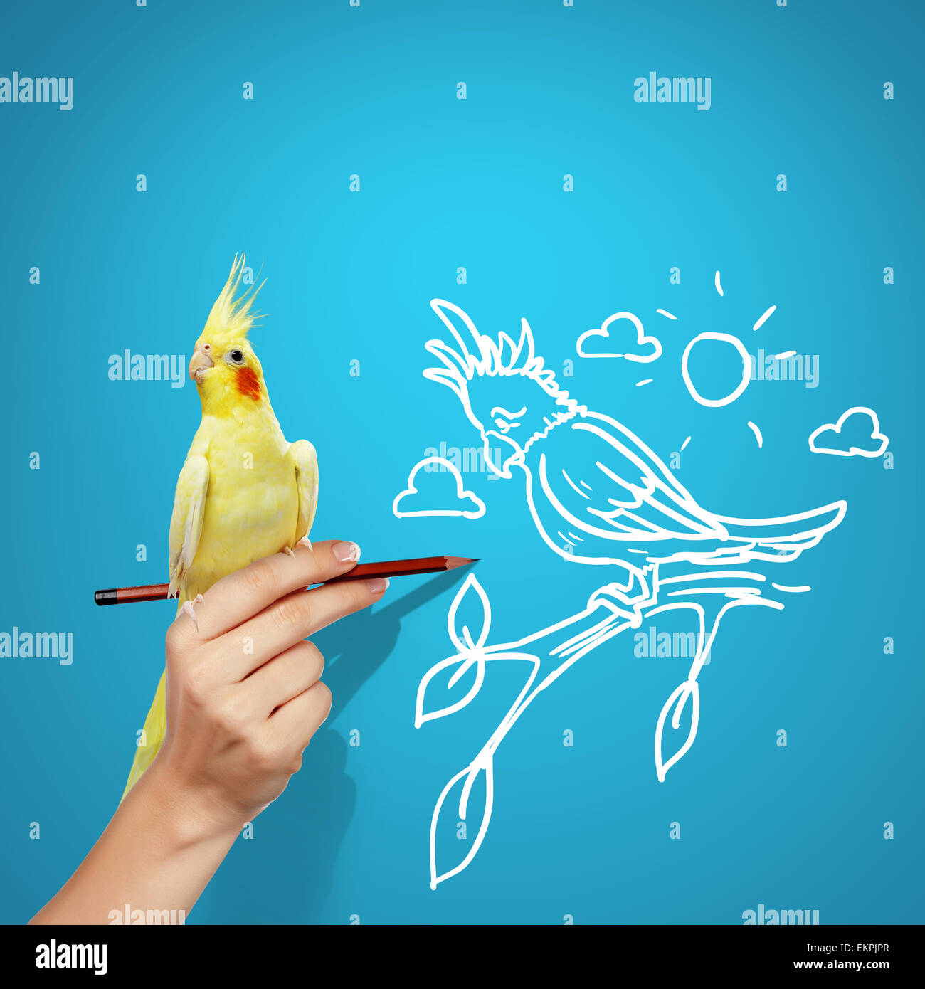Parrot sitting on hand Stock Photo - Alamy