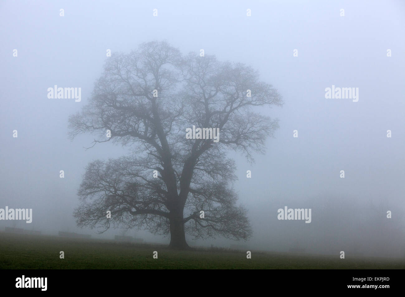 Oak tree in the mist, England, UK Stock Photo - Alamy