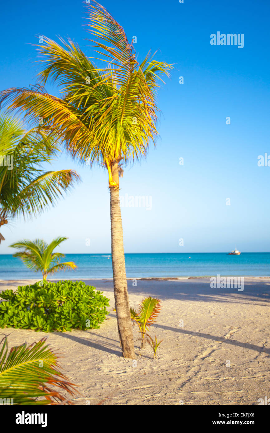 High palm tree on white sand beach in exotic resort Stock Photo - Alamy