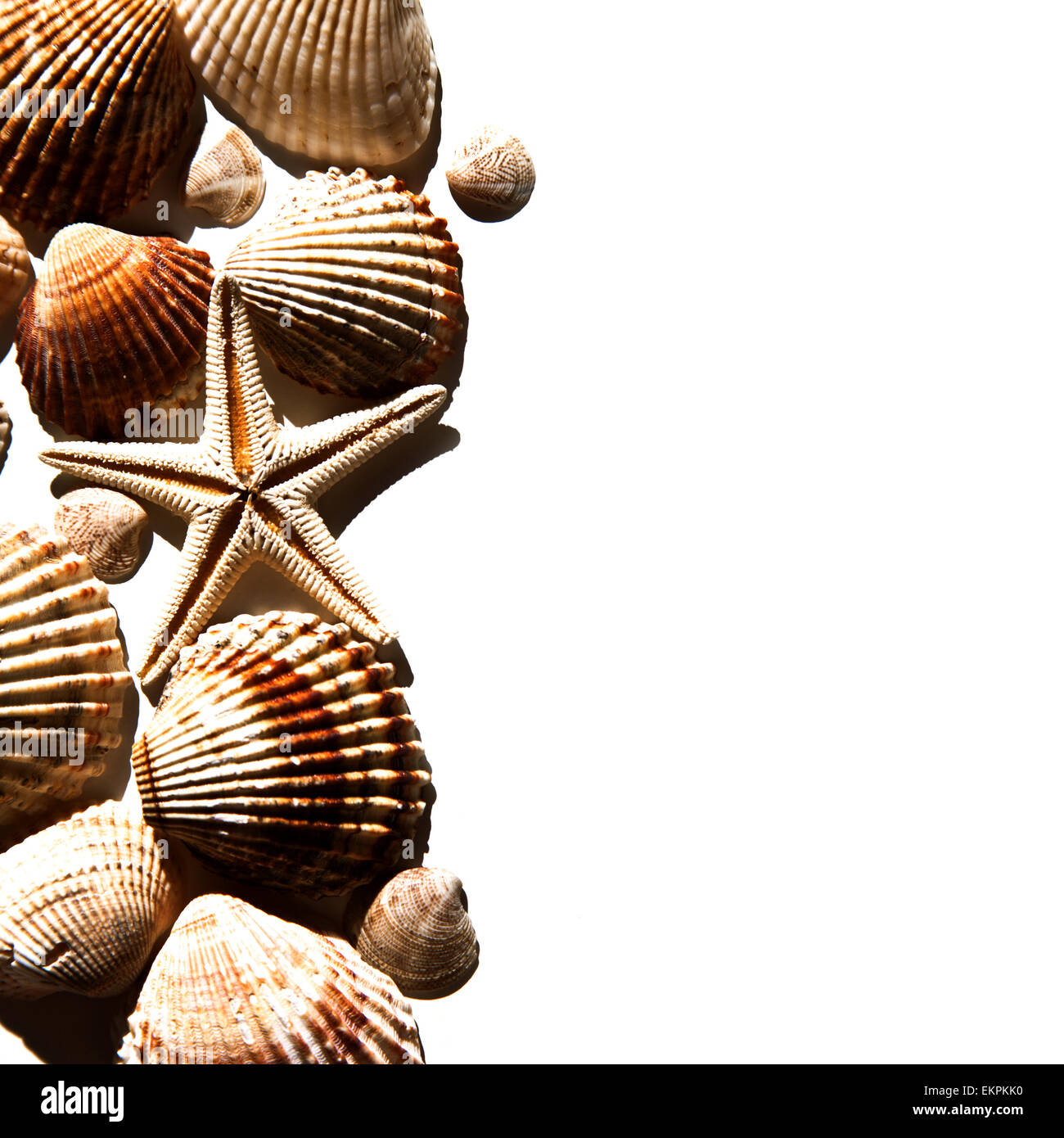 sea shells and star Stock Photo - Alamy