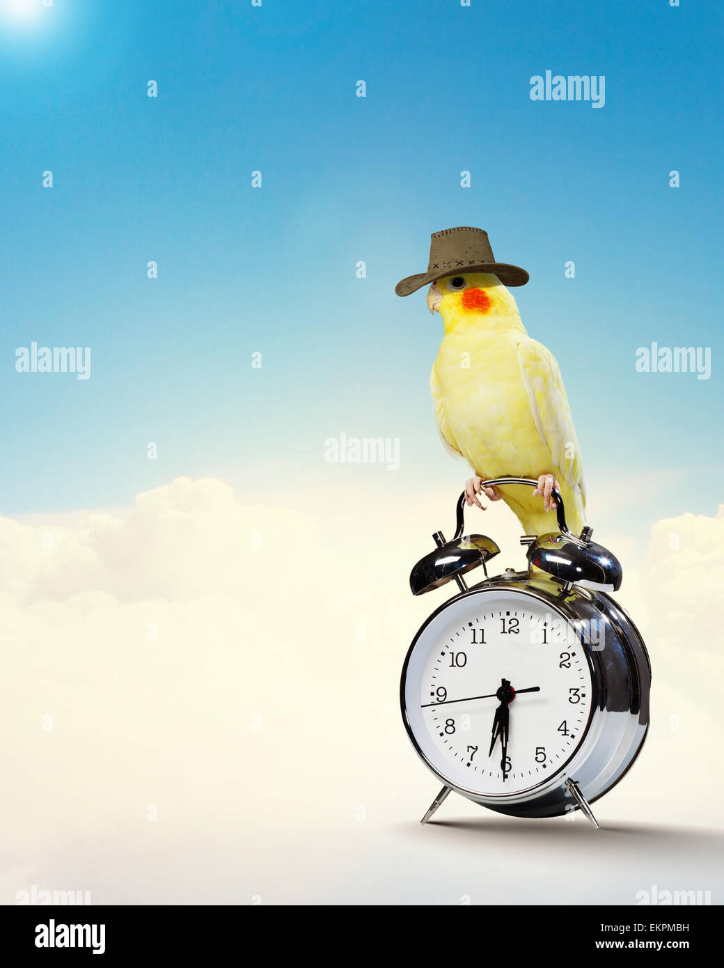 Parrot sitting on alarm clock Stock Photo - Alamy