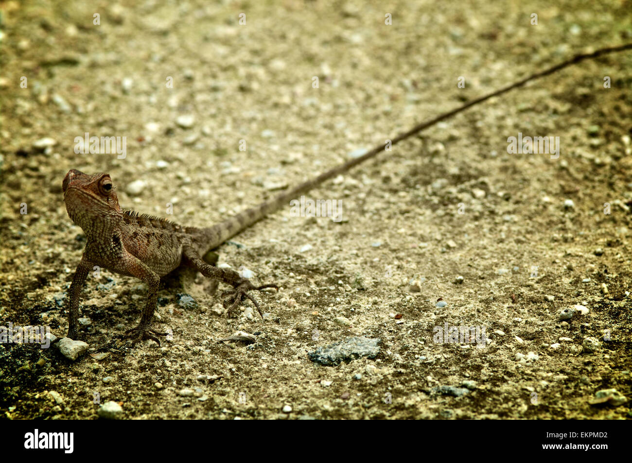Grey orange lizard in hi-res stock photography and images - Alamy
