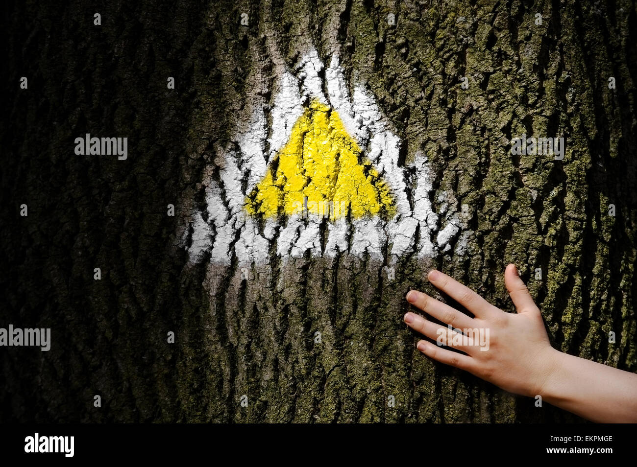 Human hand on a tree bark marked with a yellow hiking trail sign Stock ...