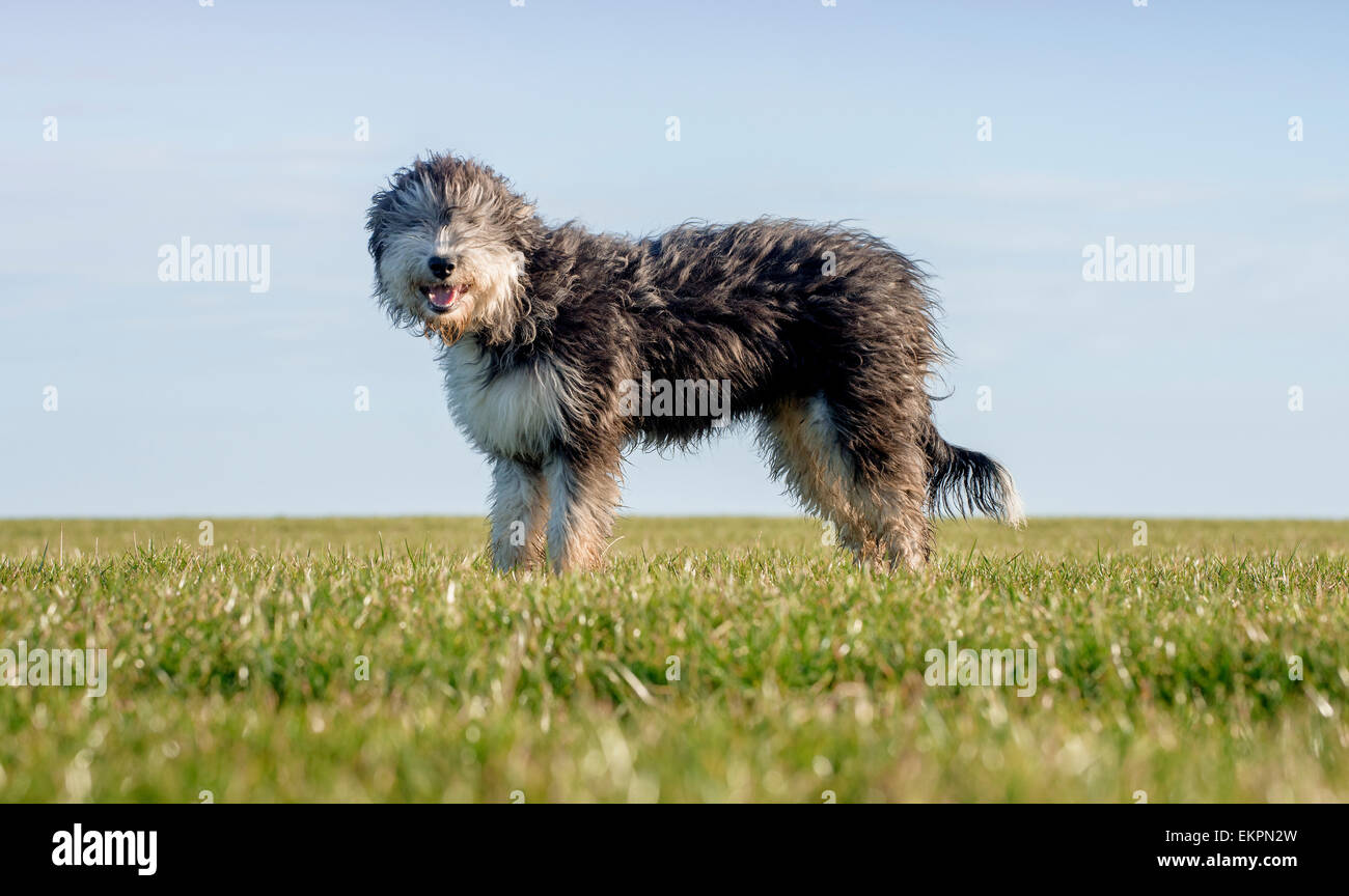 Darren Greenfield - shepherd on the South Downs with Belle his Bearded ...