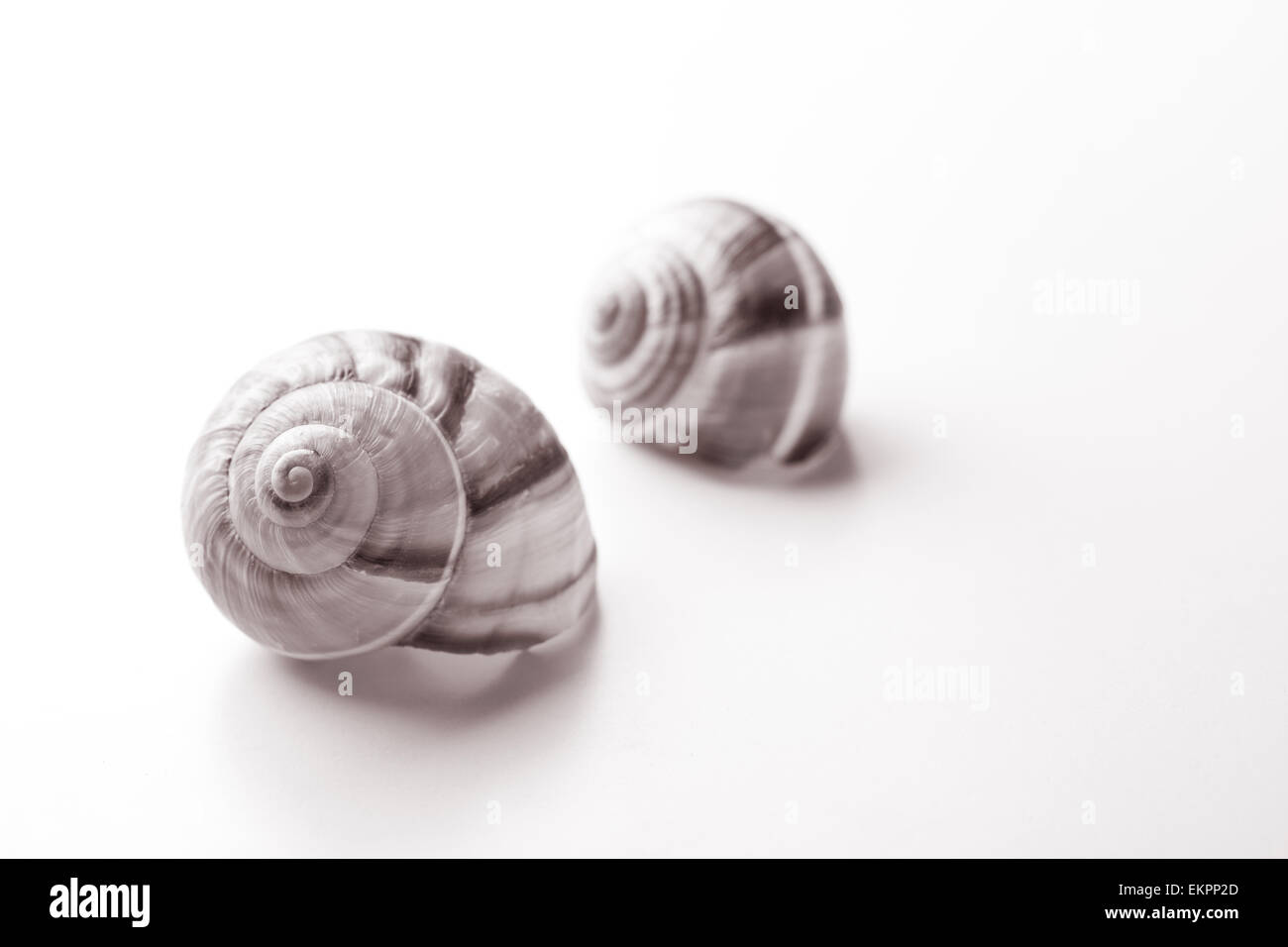 Close up photograph of some snail shells Stock Photo - Alamy