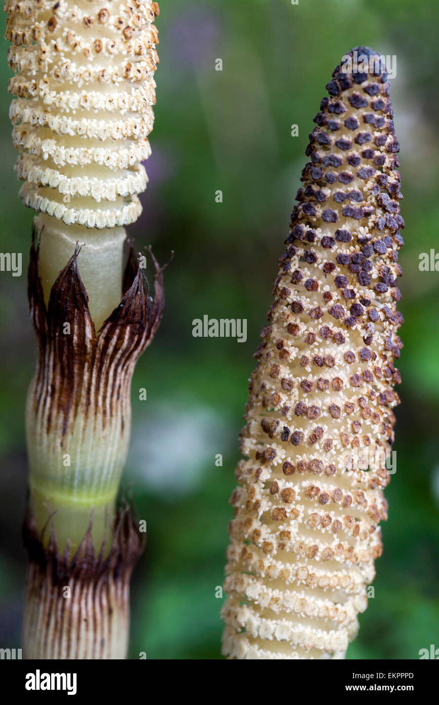 Equisetum telmateia Great Horsetail close up Stock Photo - Alamy