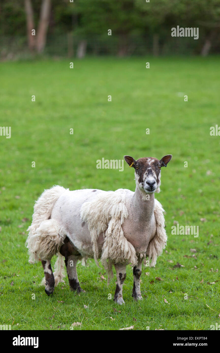 Wool sheep hi-res stock photography and images - Alamy