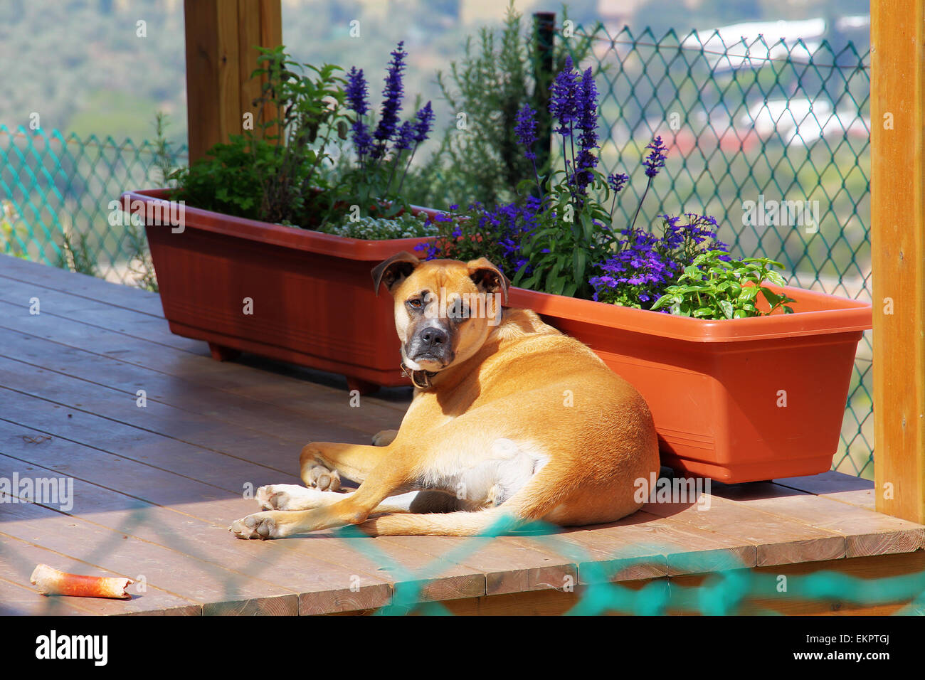 Hod hi-res stock photography and images - Alamy