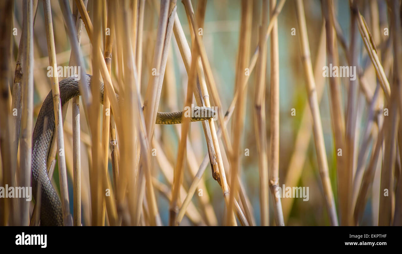 Natrix natrix female hi-res stock photography and images - Alamy
