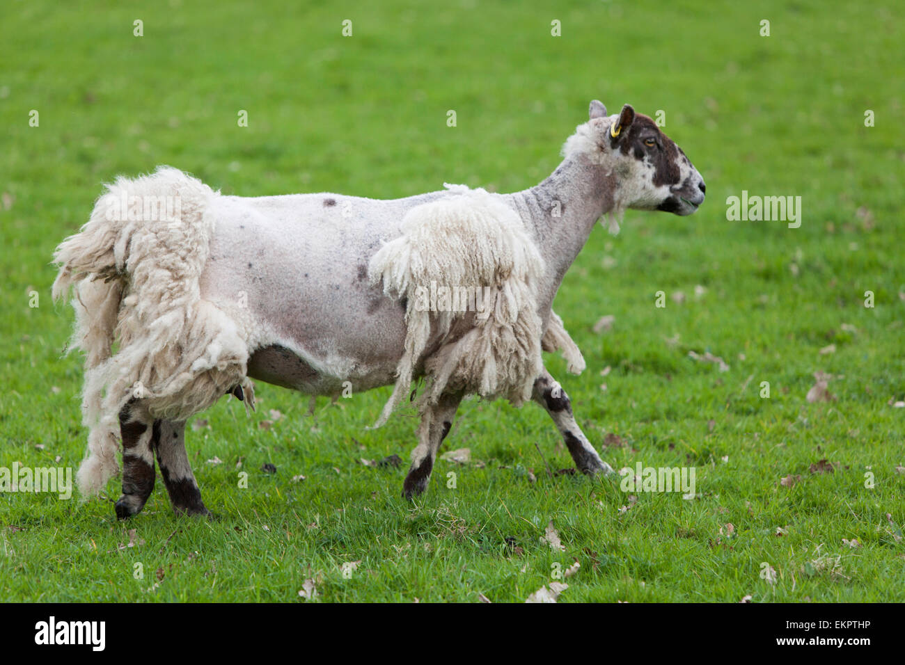 Sheep in need of shearing Stock Photo - Alamy