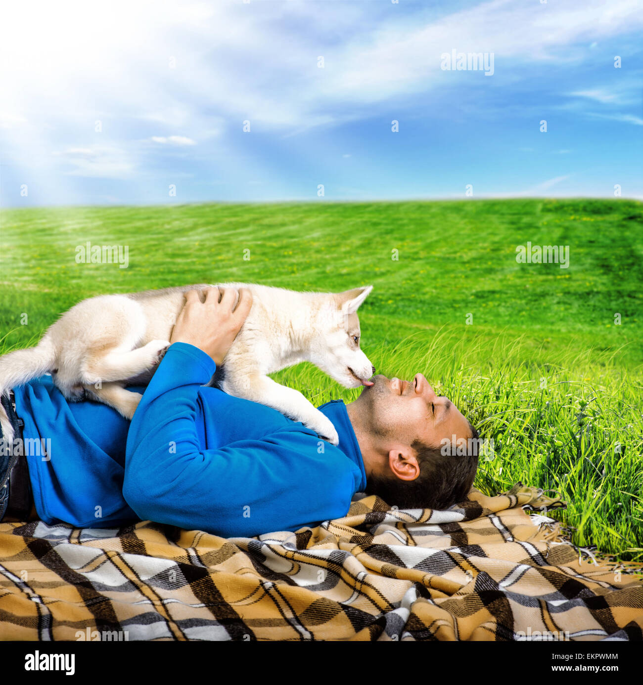 Siberian husky dog puppy hi-res stock photography and images - Alamy