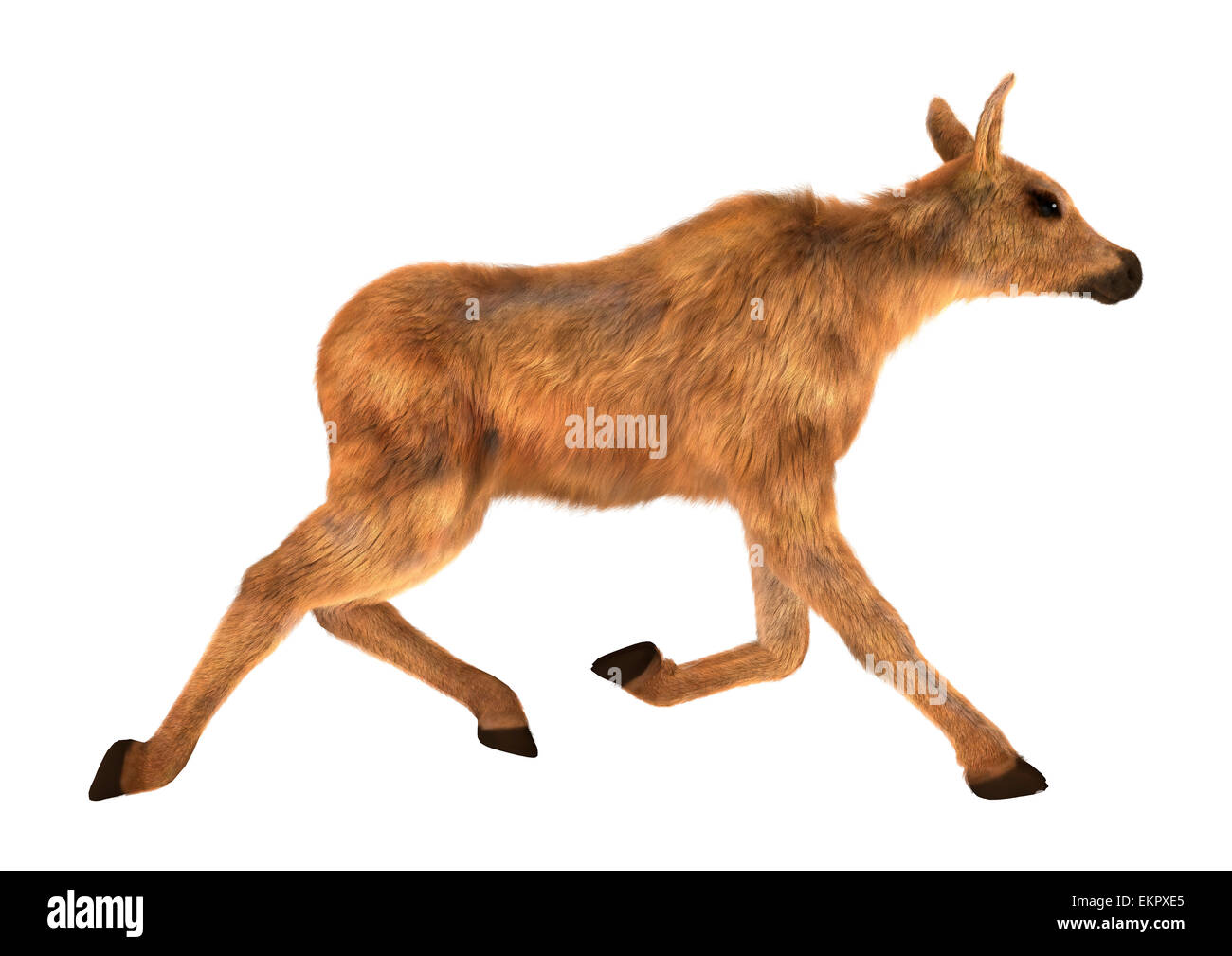 3D digital render of a running moose calf isolated on white background ...