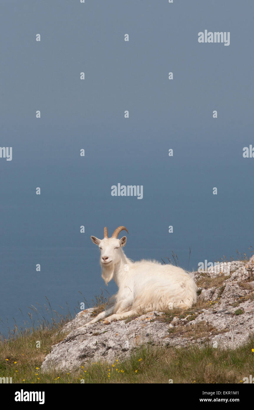 Kashmir goats llandudno hi-res stock photography and images - Alamy