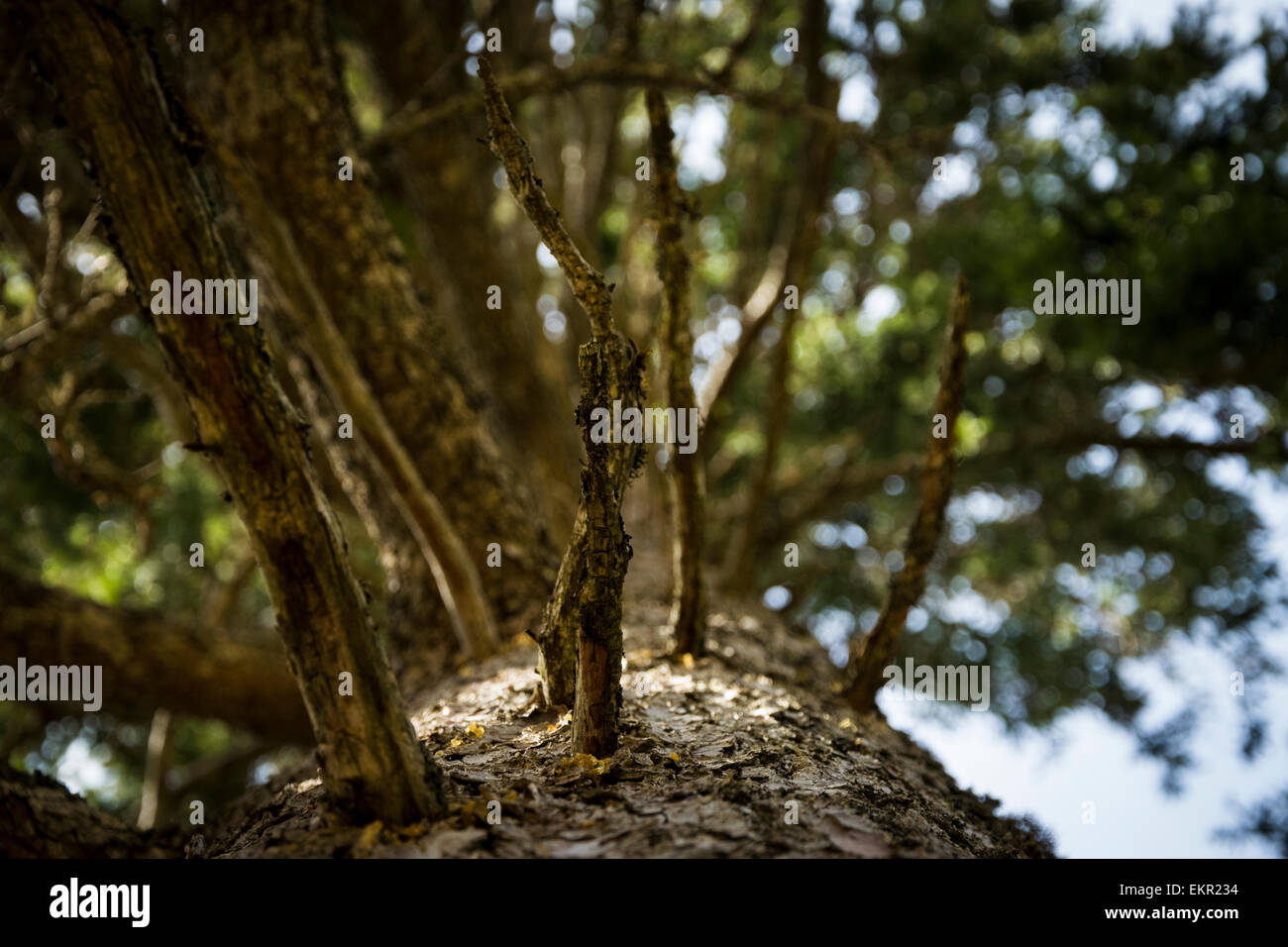 Full branches hi-res stock photography and images - Alamy