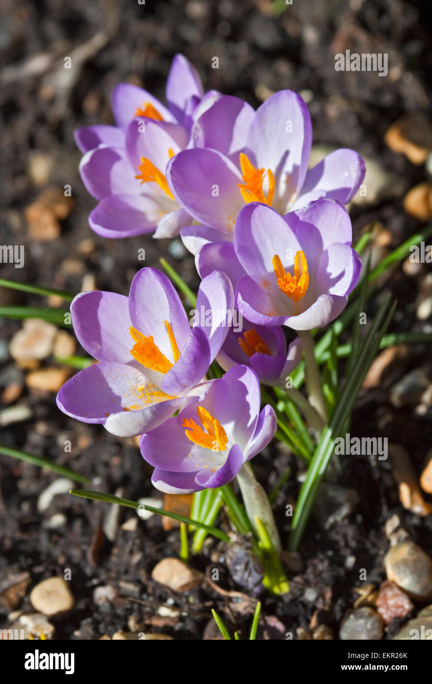 Mauve spring flowers hi-res stock photography and images - Alamy