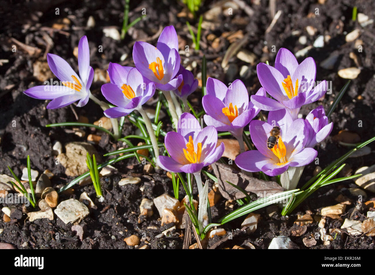Mauve spring flower hi-res stock photography and images - Alamy