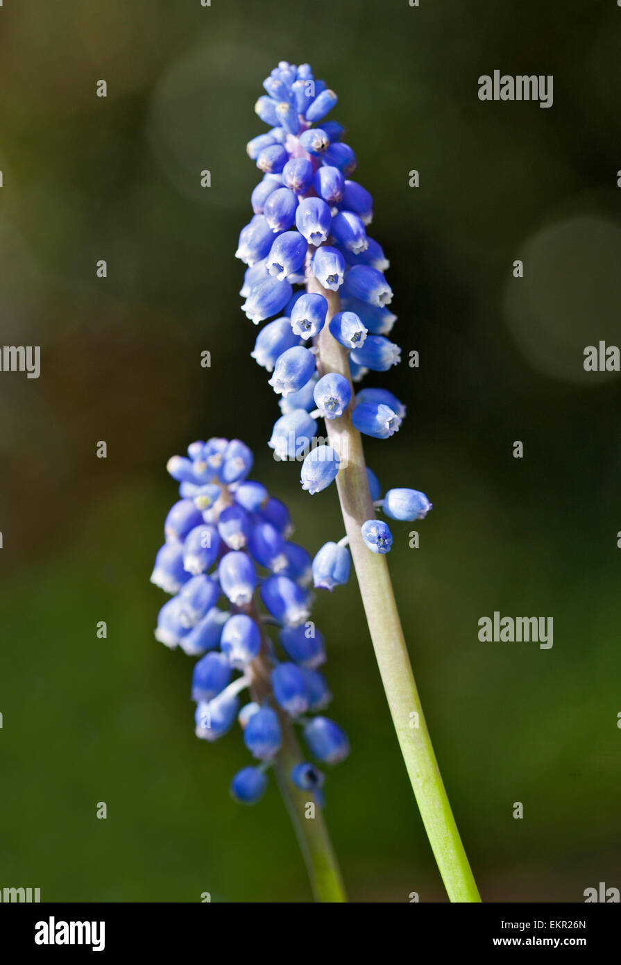 Grape Hyacinth (muscari Stock Photo - Alamy