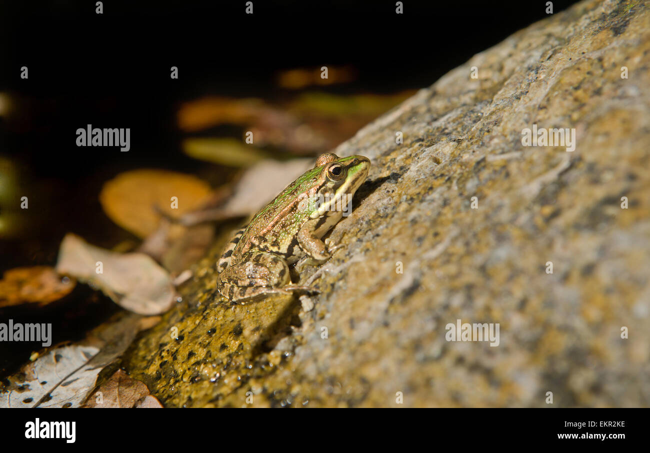 Lonely frog on a rock in water, ready to jump. Extremadura, Spain Stock ...