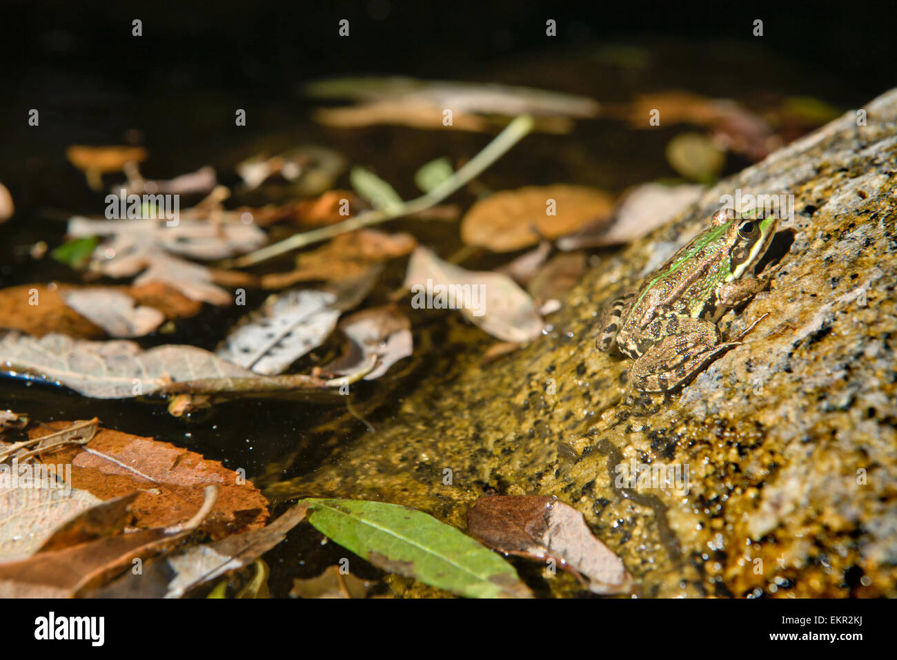 Lonely frog on a rock in water, ready to jump. Extremadura, Spain Stock ...