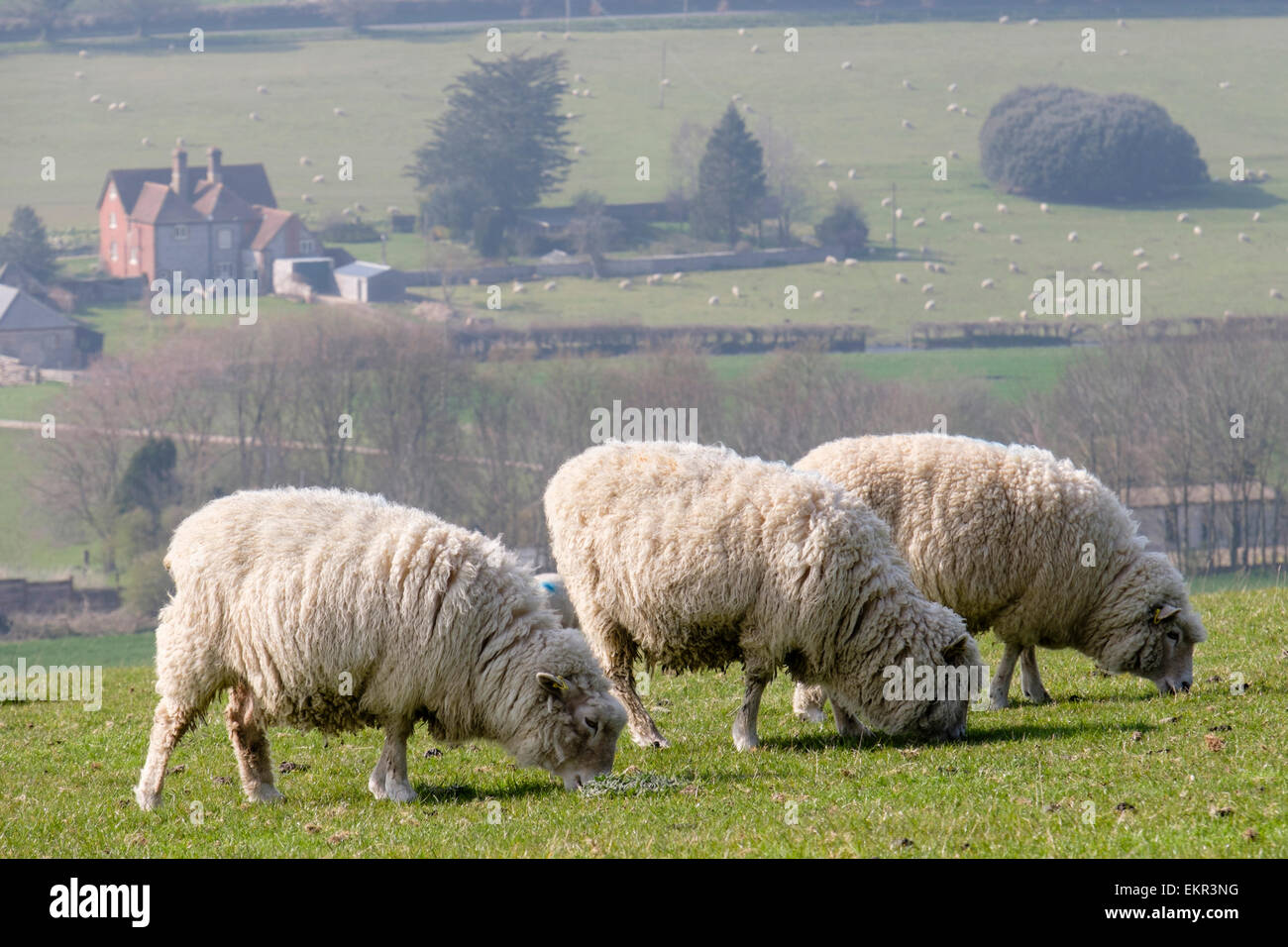 Sussex farming hi-res stock photography and images - Alamy