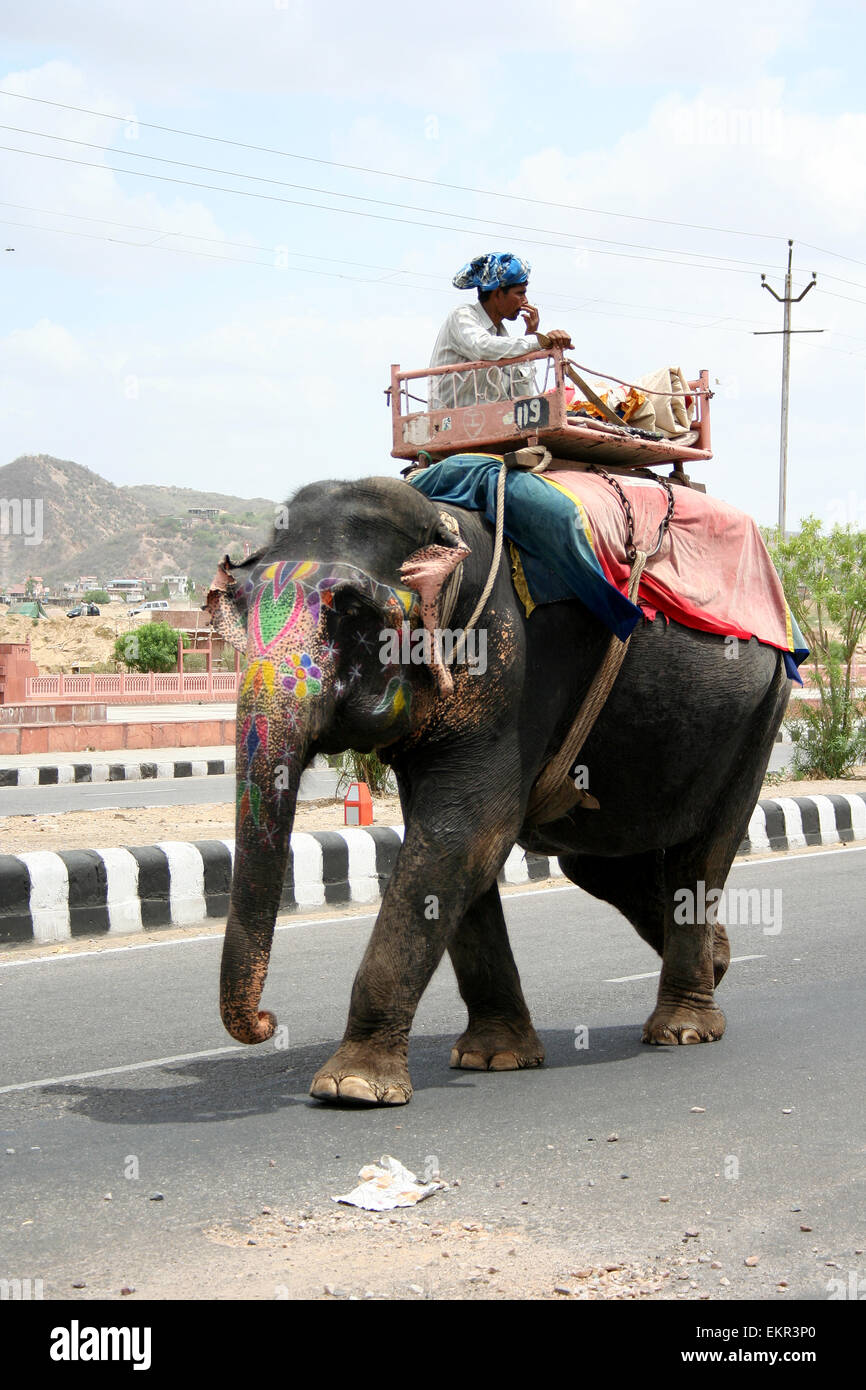 Working elephant jaipur hi-res stock photography and images - Alamy