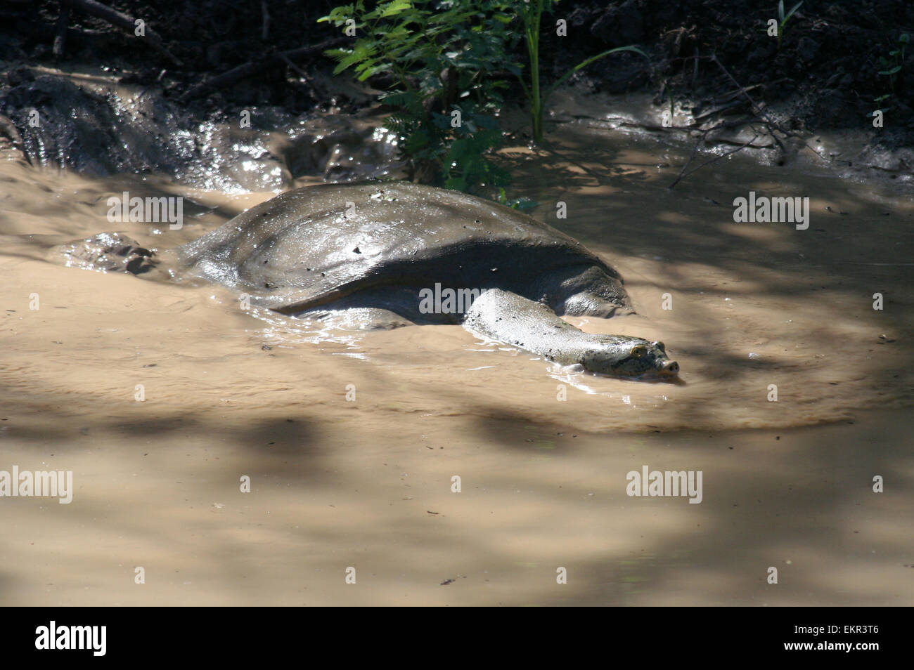 Softshell turtle hi-res stock photography and images - Alamy