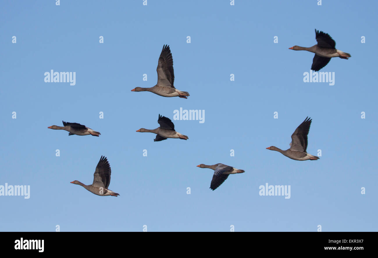Graylag gees in flight Stock Photo - Alamy