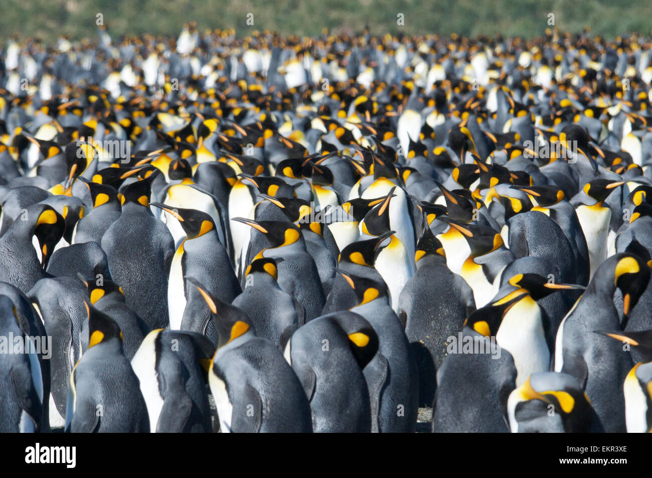 Close-up large King Penguin colony Gold Harbour South Georgia Stock ...