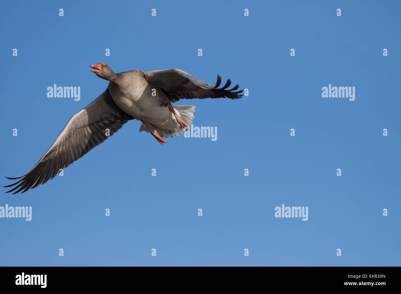 Graylag goose in flight Stock Photo - Alamy