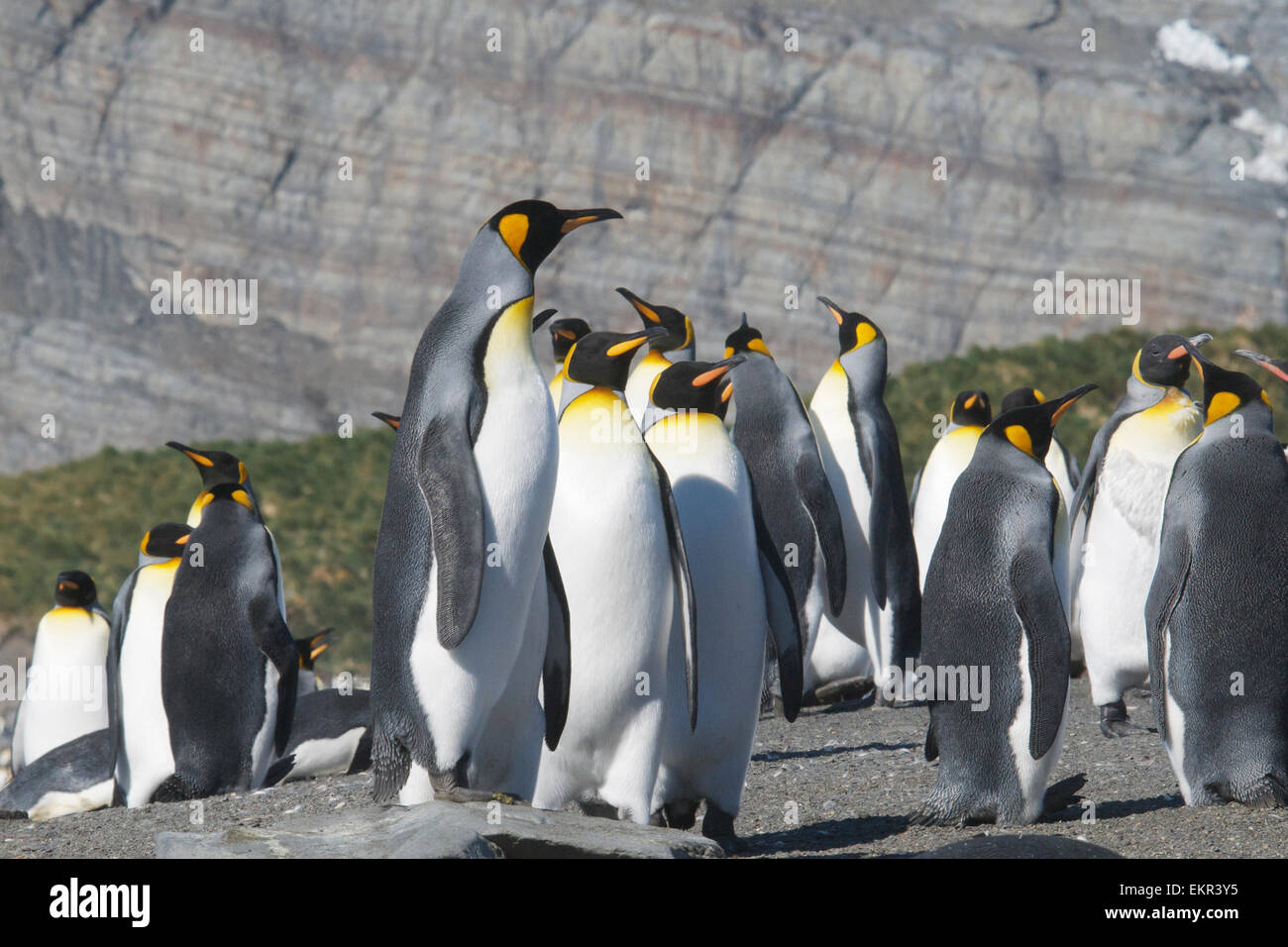 Large group penguins hi-res stock photography and images - Alamy