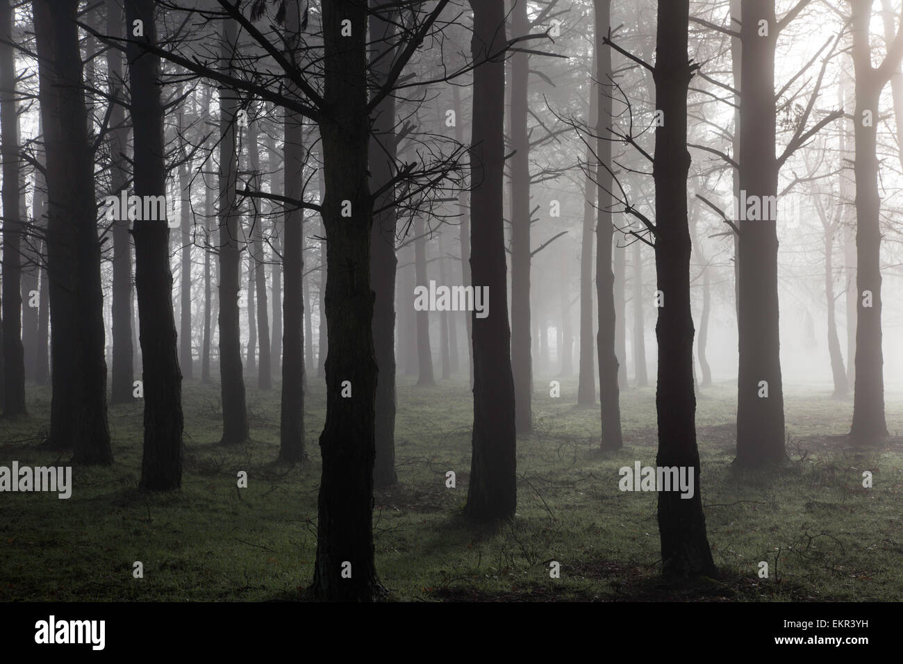 Conifer forest hi-res stock photography and images - Alamy
